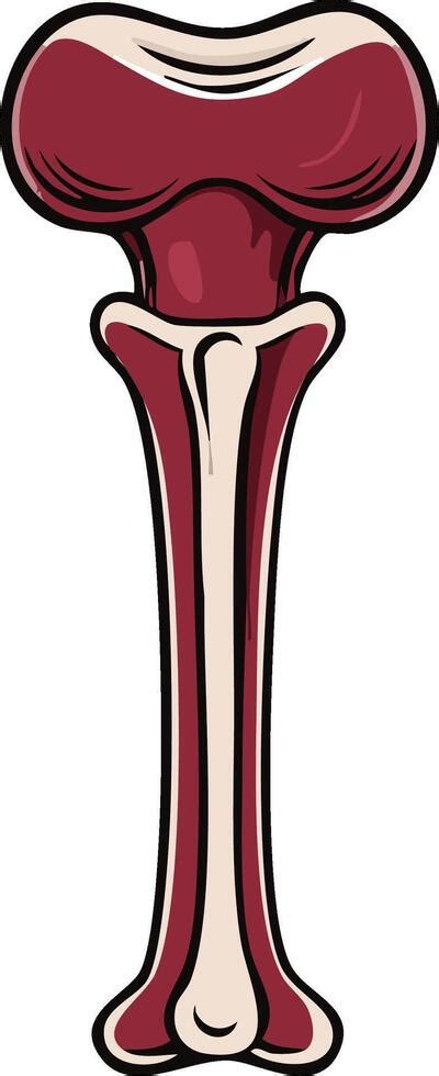 Stylized Human Bone Illustration Depicting Anatomy In Maroon And Cream