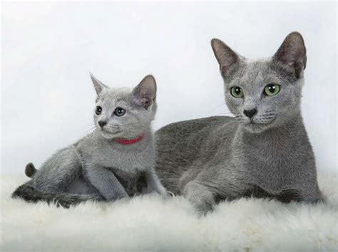 Кошки, которые не линяют: список пород для выбора, 31 фото