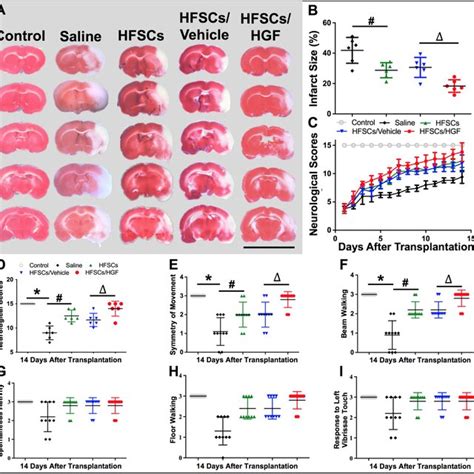 Hfscs And Hfscs Hgf Ameliorated Neuron Apoptosis A E Representative Download Scientific
