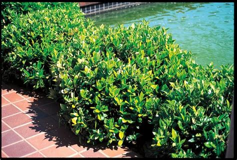 Carissa Holly Shrub