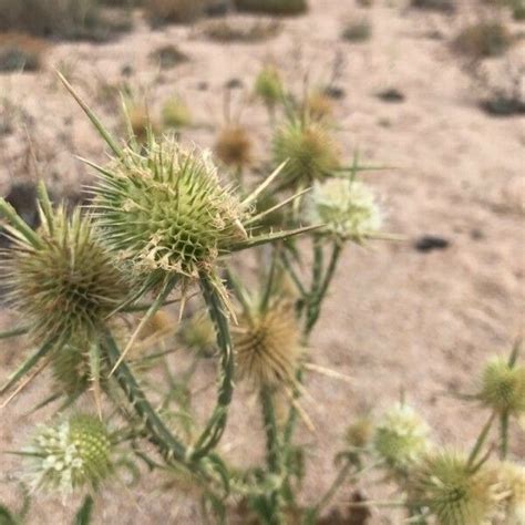 Sardinian Teasel Dipsacus Ferox Plant Care And How To Grow Water