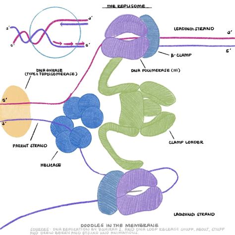 Chlorate The Two D P Pi Bonds Forming In Chlorate Animation Doodles In