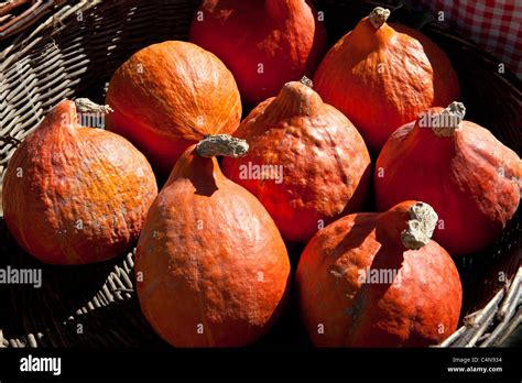 Fresh Pumpkin Petit Marron On Sale At Food Market At Sauveterre De