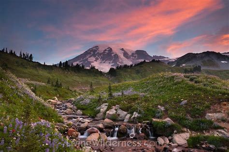 Sunrise Mount Rainier Illuminated By The Sunrise Point To The Summit Of Mount Rainier