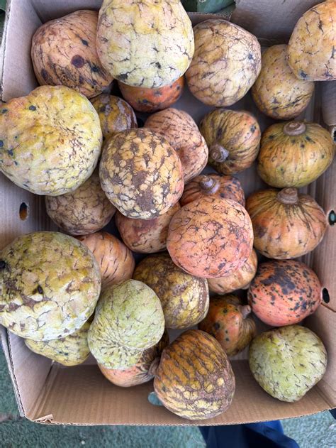 Chirimoya Food South Miami Heights Florida Facebook Marketplace