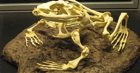 Frog Bones Imgur