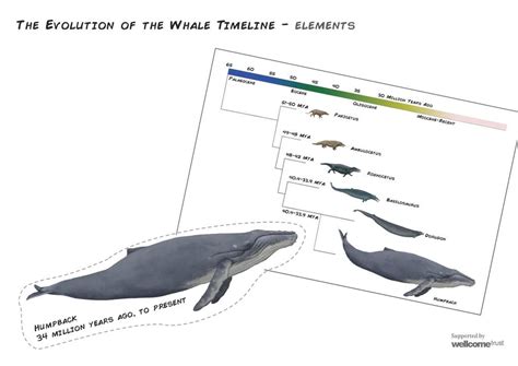 Whale Evolution Chart