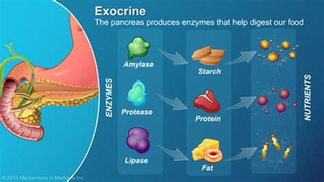 What Causes Pancreatic Enzyme Deficiency Azzu