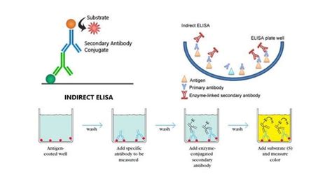 Enzyme Linked Immuno Sorbent Assayelisa Ppt