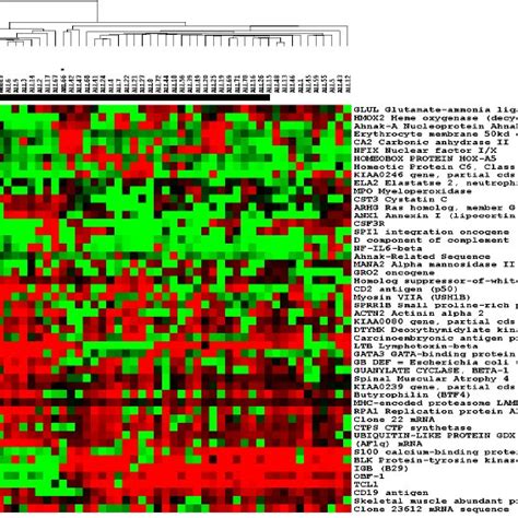 Clustering Analysis Eisen Et Al 1998 Of The 72 Leukemia Samples And Download Scientific