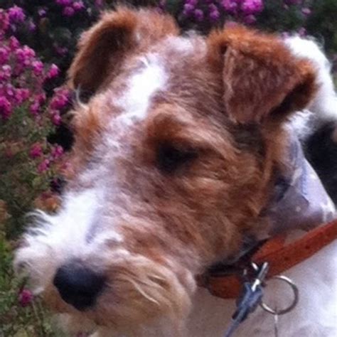 Ellen Sheppard Youtube