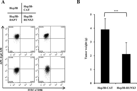 Runx3 Expression Reduces The Number Of Cscs In Hcc A Hep3b Cells