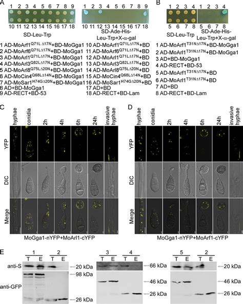 Mogga1 Interacts With Both Moarl1 And Moarf1 A And B Y2h Assay For Download Scientific