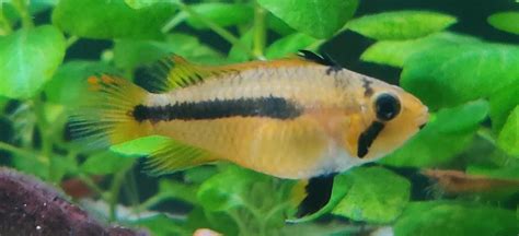 Apisto Id R Apistogramma