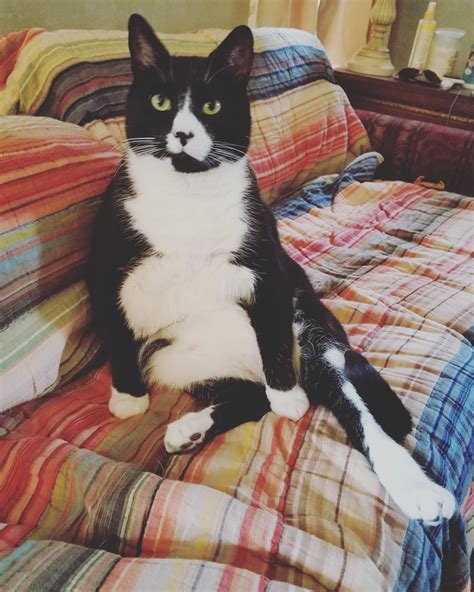 Im New Here R Tuxedocats