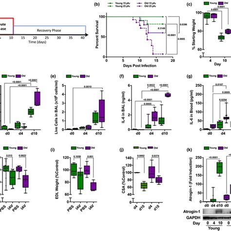 Acute Influenza A Virus Iav Infection Is Worse In Old Compared With Download Scientific