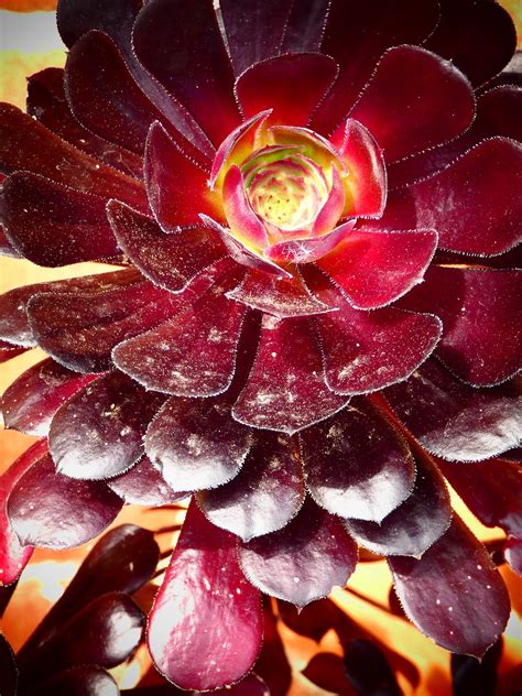 Nature Fleur Succula Photo Gratuite Sur Pixabay Pixabay