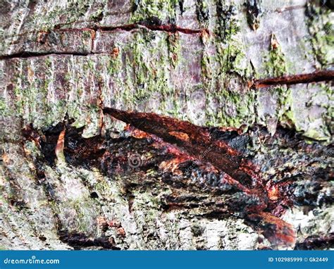 Tree Scars Stock Image 67481833