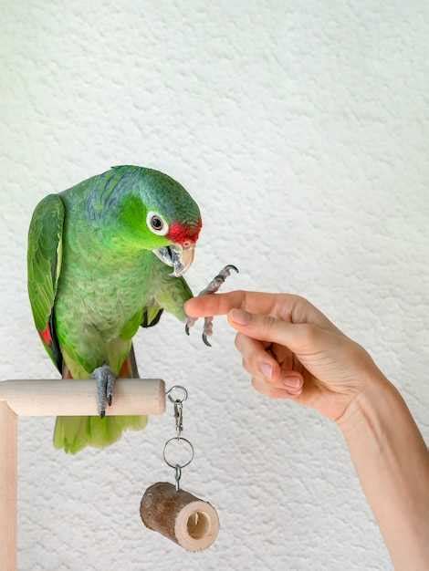 Molting Parrot In A Dream What Does It Mean