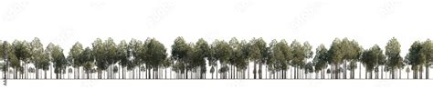 Isolated Conifer Trees Pinus Ponderosa Best Use For Image Background