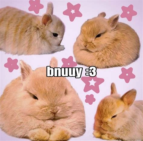 Крольчата забавные зверюшки Silly Bunny Names Bunny Regressors