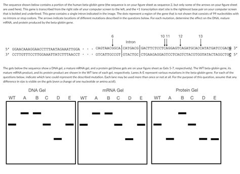 The Sequence Shown Below Contains A Portion Of The