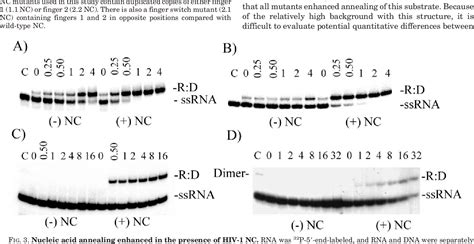Figure 3 From Differing Roles Of The N And C Terminal Zinc Fingers In