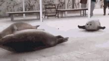 Bouncing Seals Seals  Bouncing Seals Seals Bouncing Discover