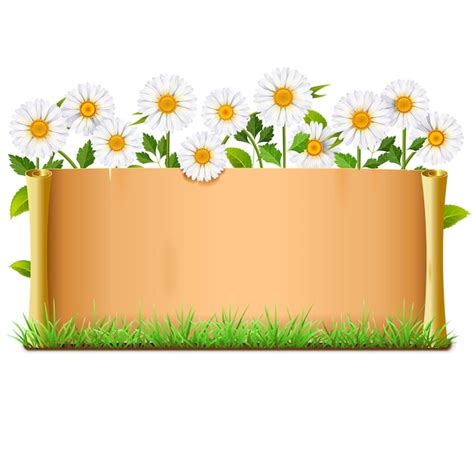 Premium Vector Vector Scroll With Chamomiles