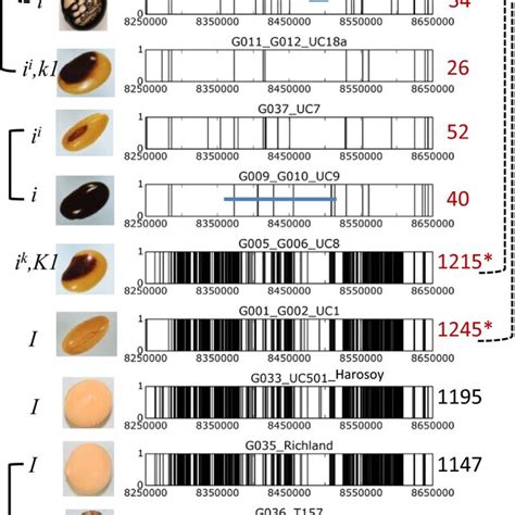 Snp Variation Within Alleles Of The I Locus Genotypes And Seed