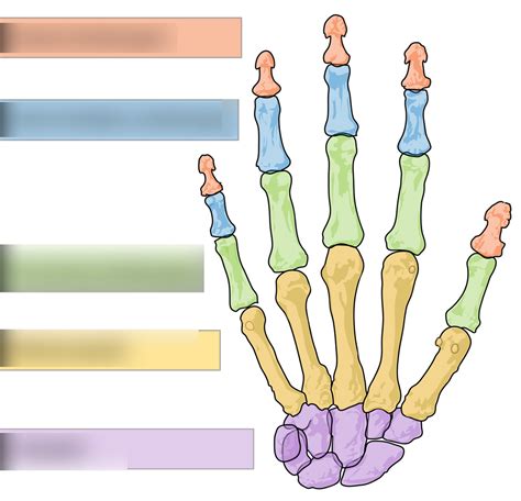 Hand Bones Diagram Quizlet