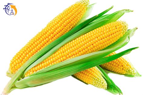 سولفات آهن برای ذرت، بهترین کود برای رشد سریع ذرت اسپوتا شیمی