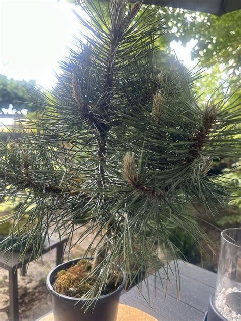 Austrian Pine Pre Bonsai Tree Pinus Nigra Compacta 26 Ebay