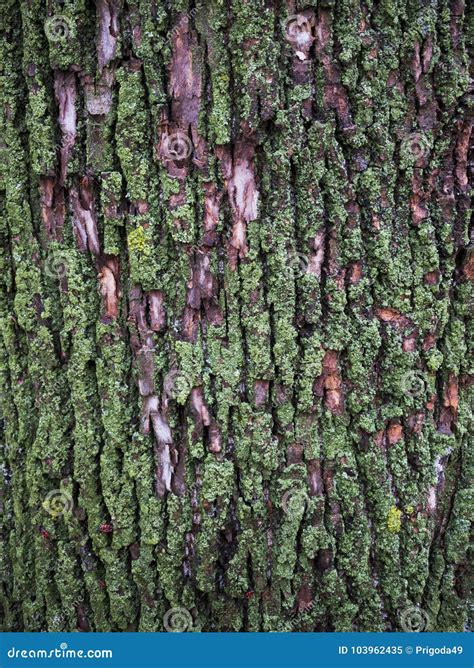 Tree Bark With Green Tone Stock Image Image Of Texture