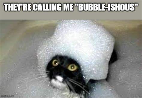 Cat Meme See Bubbles Cat Bubbles On His Head Cat Funny Bubbles