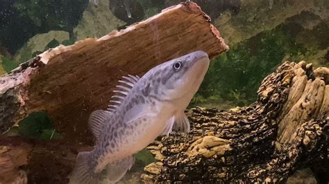 Setting Up A New Aquarium For My Murray Cod Ep 1 Youtube