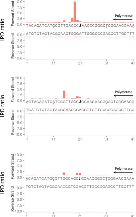 Direct Detection Of Base J Through Smrt Dna Sequencing Syn Thetic