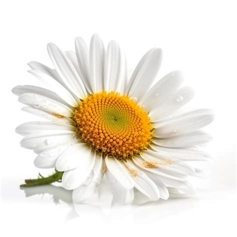 premium ai image daisy flower with isolated on white background