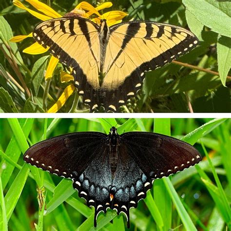 Aldo The Eastern Tiger Swallowtail Is A Stunning Butterfly With Yellow Wings And Black Stripes