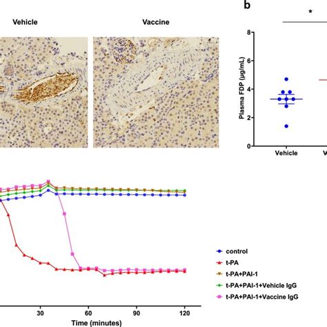 Fibrinolytic Functions Of Pai 1 Vaccine In A Mouse Model Of Lps Induced Download Scientific