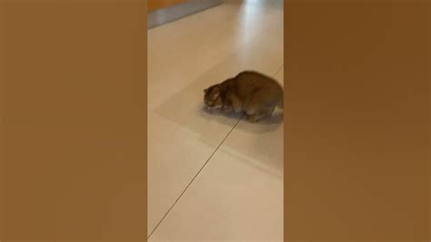 Lumayas Agad Si Cookie 😽 Youtube