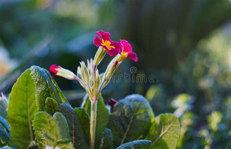 Small Red Flowers Stock Image Image Of Botanical Color 274552259