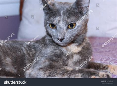 Gray Tortoiseshell Cat