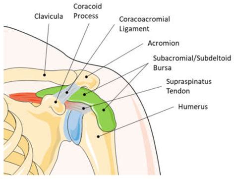 Shoulder Bursa Anatomy