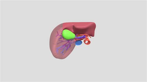 Laparoscopic Living Donor Right Hepatectomy 3d Model By Tvasurg [ca3b1b9] Sketchfab