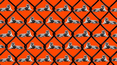 The Human Enclosure At The Edinburgh Zoo