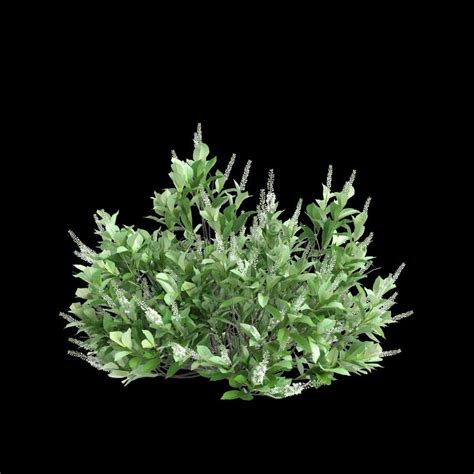 3d Illustration Of Clethra Alnifolia Bush Isolated On Black Background