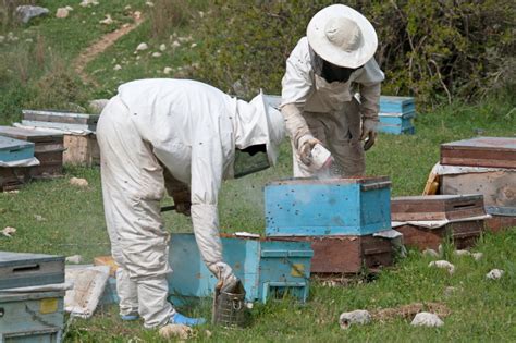 Bee Predators In Beekeeping Blains Farm And Fleet Blog