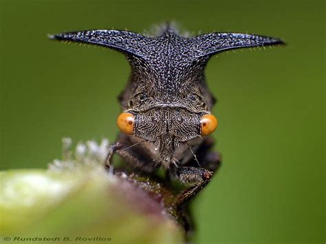 Treehopper Insects A Bug S Life Macro Pictures