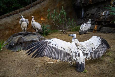 Our Animals Los Angeles Zoo And Botanical Gardens